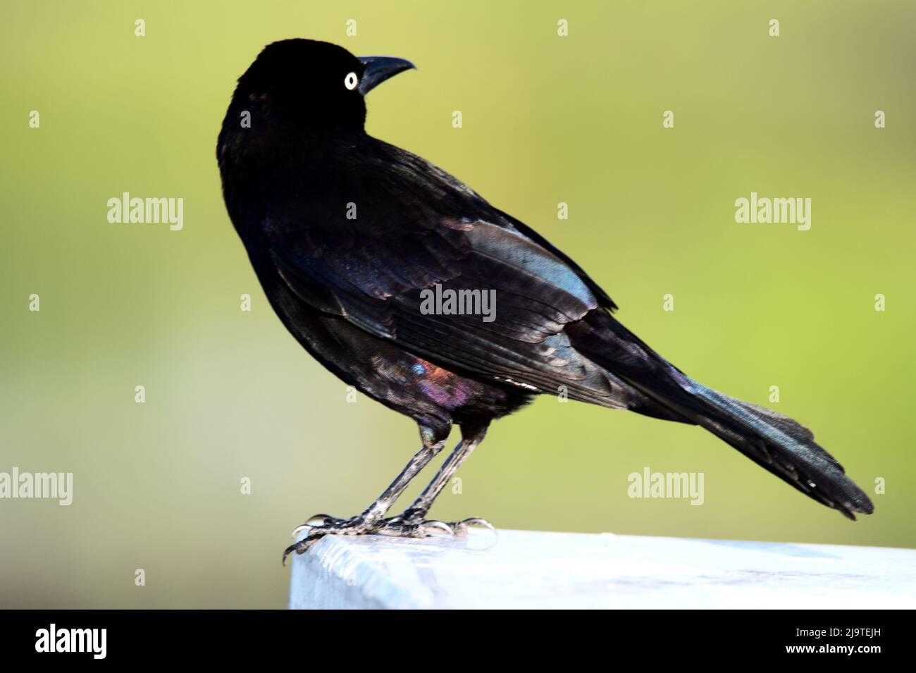 Curious Boat-tailed Grackle Stock Photo - Alamy