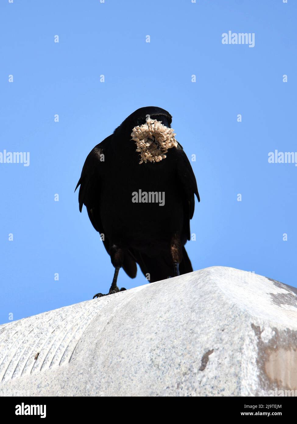 American Crow Eating Wasp Nest Stock Photo - Alamy