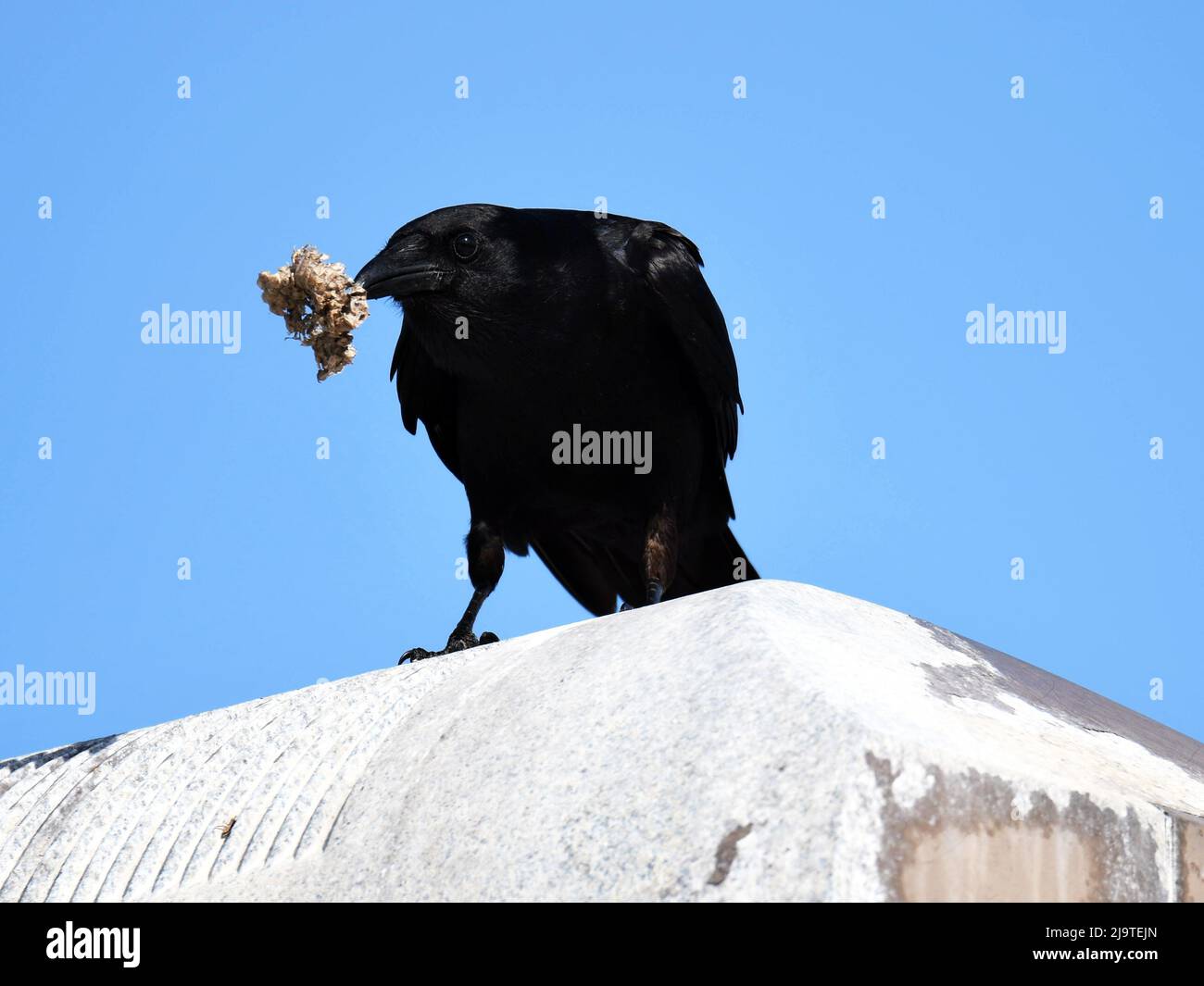American crow feeding on wasps hi-res stock photography and images - Alamy