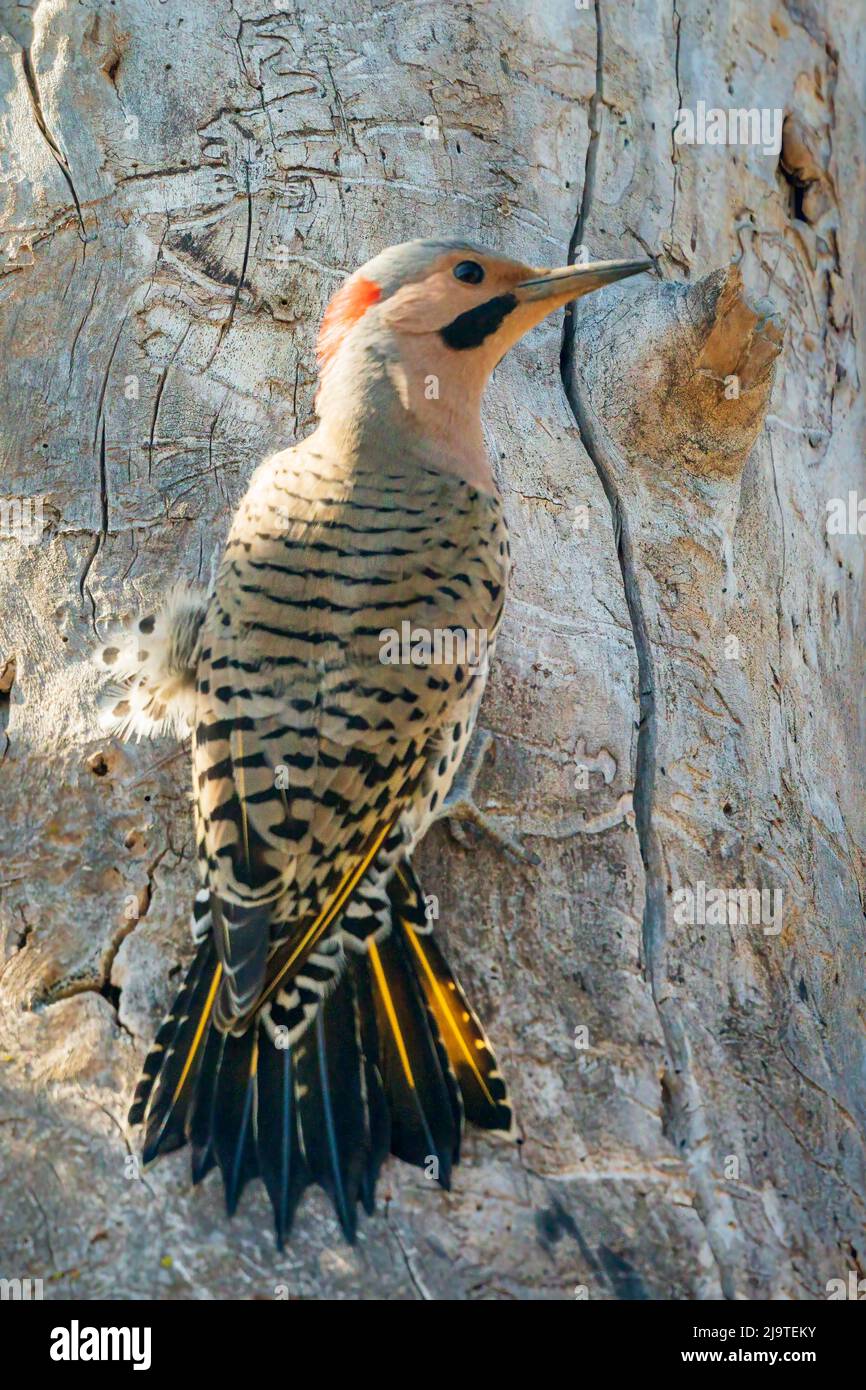 The Northern Flicker is a fairly common woodpecker here in central Door ...