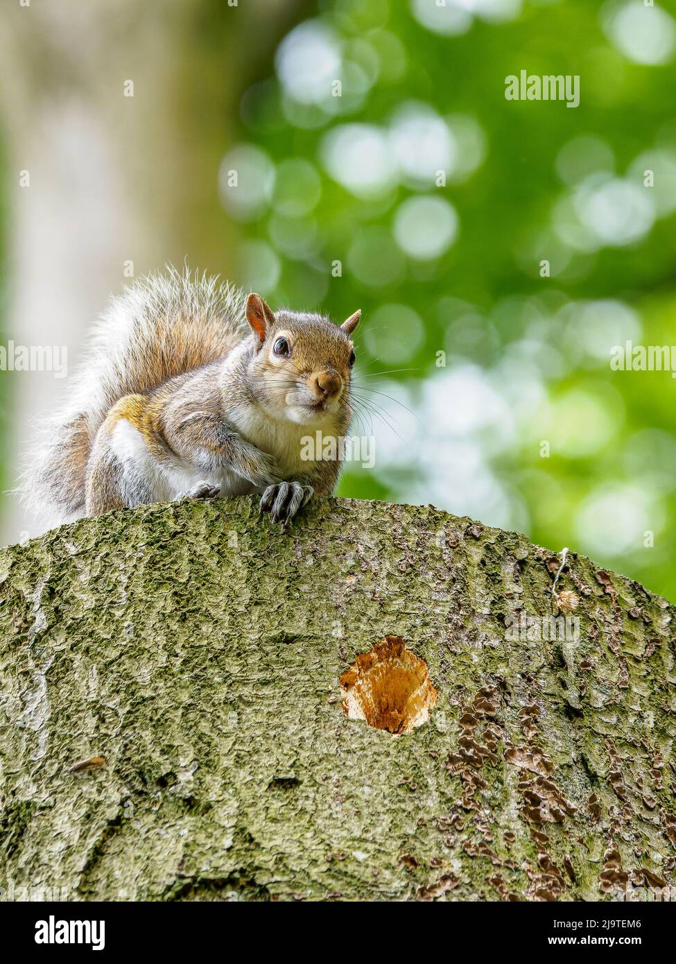 A grey squirrel looking down from a tree stump Stock Photo - Alamy