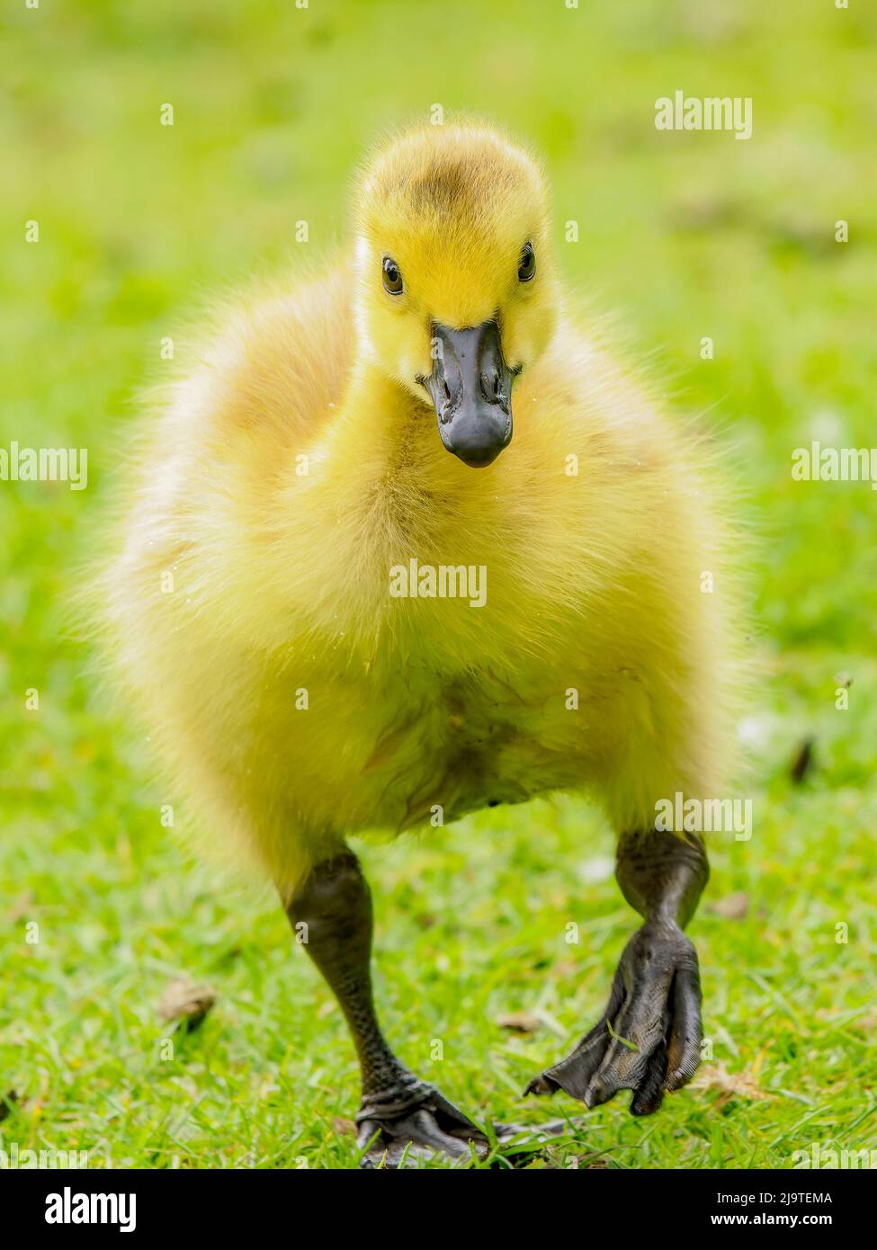 What Is Waddling Gaitcausestreatmentdiagnosisyoga