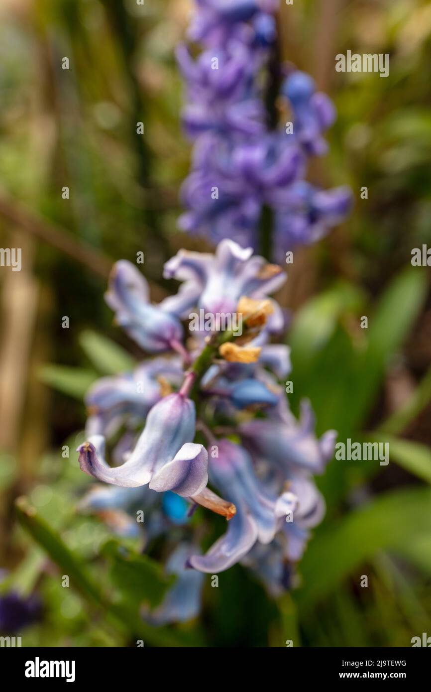 Natural garden plant portrait with close-up foreground Hyacinth with ...
