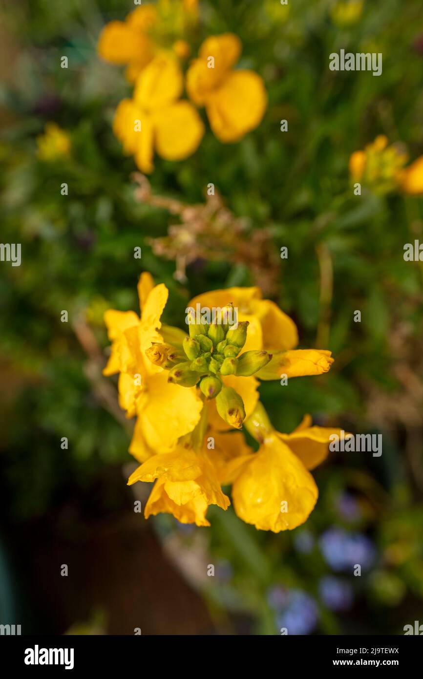 Radiant yellow coloured Erysimum, wallflower in a garden setting ...