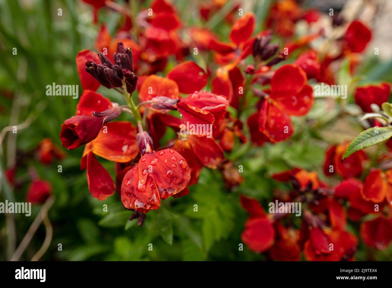 Radiant red coloured Erysimum, wallflower in a garden setting, natural ...