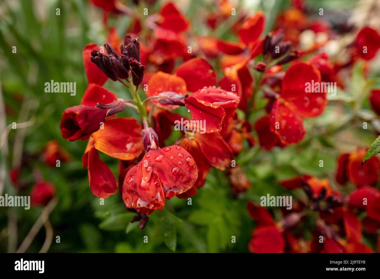 Radiant red coloured Erysimum, wallflower in a garden setting, natural ...