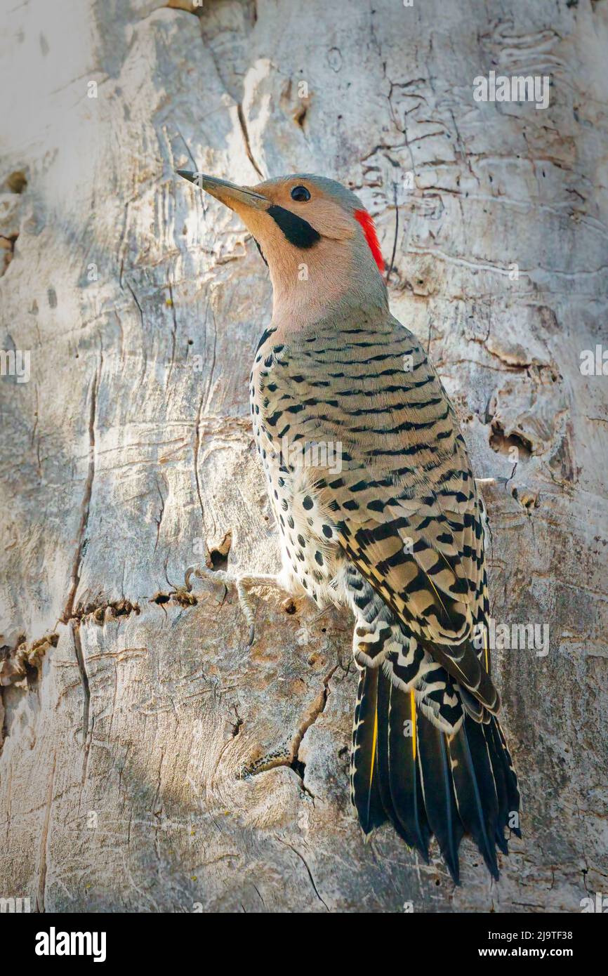 The Northern Flicker is a fairly common woodpecker here in central Door ...