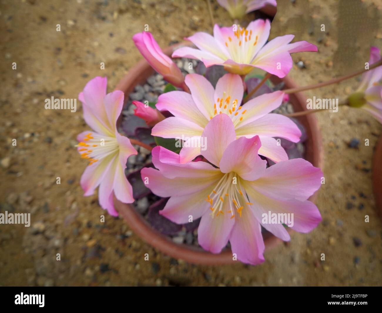 Delightful Lewisia Tweedyi, flowering in close-up, natural plant ...