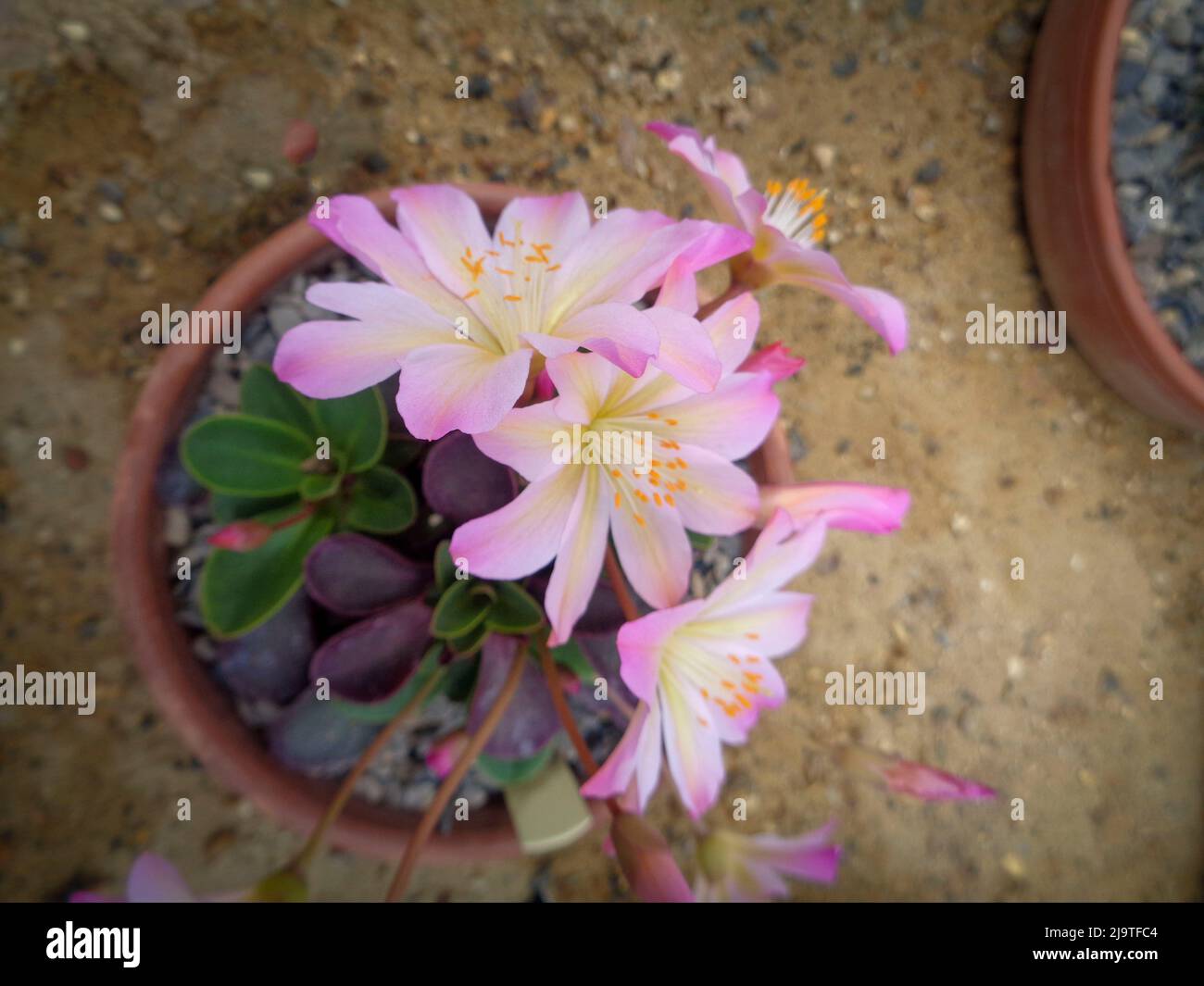 Delightful Lewisia Tweedyi, flowering in close-up, natural plant ...