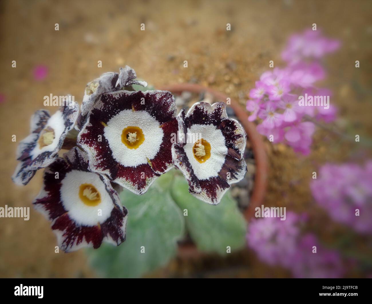Enchanting Primula Auricula - Conservative flowering, natural close-up flower portrait Stock ...