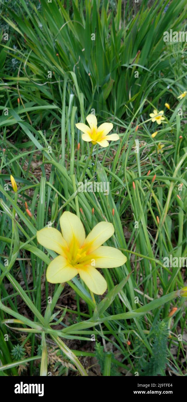 Free flowering Moraea Collina, Cape tulip, Homeria collina, Homeria ...