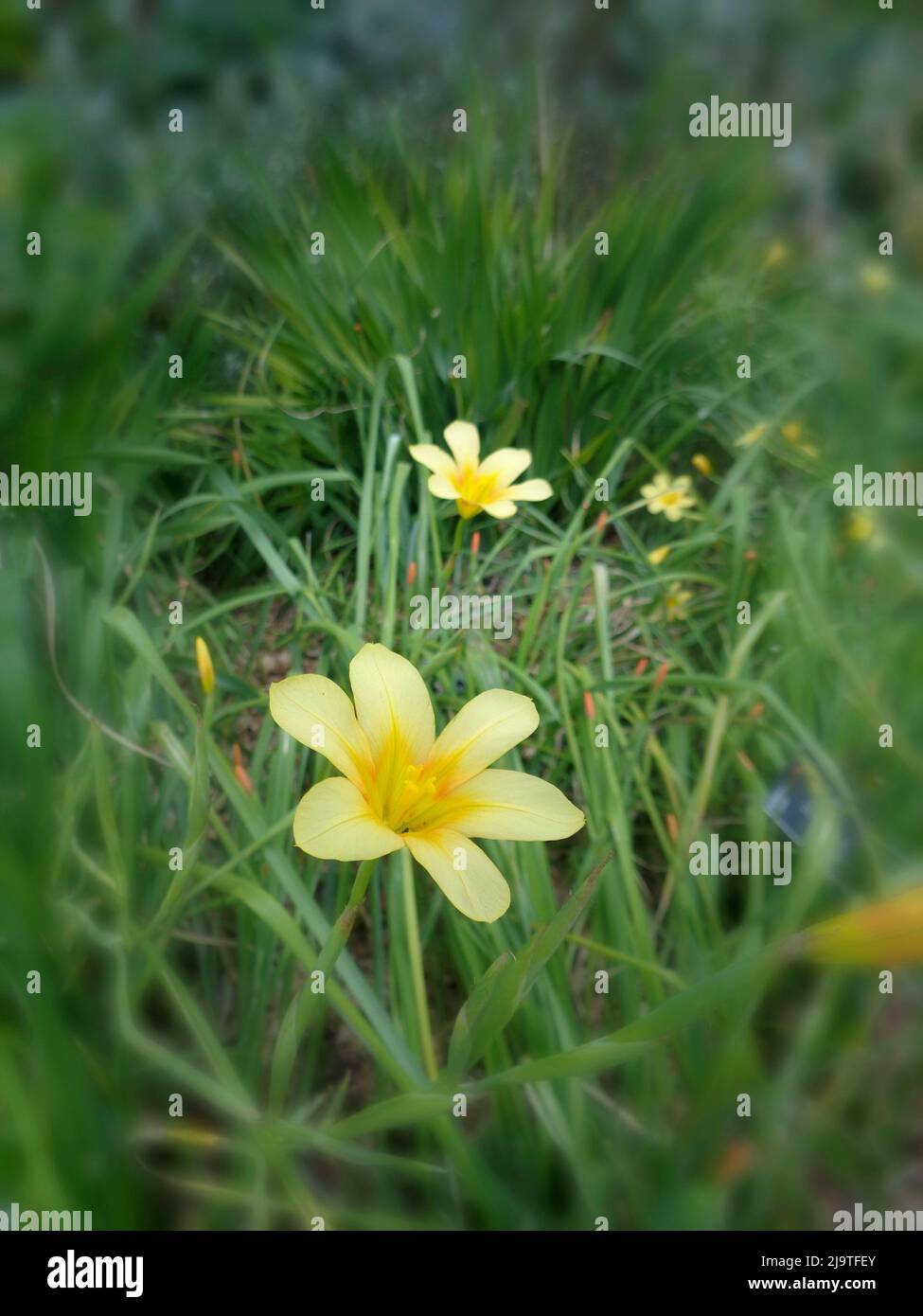 Free flowering Moraea Collina, Cape tulip, Homeria collina, Homeria ...