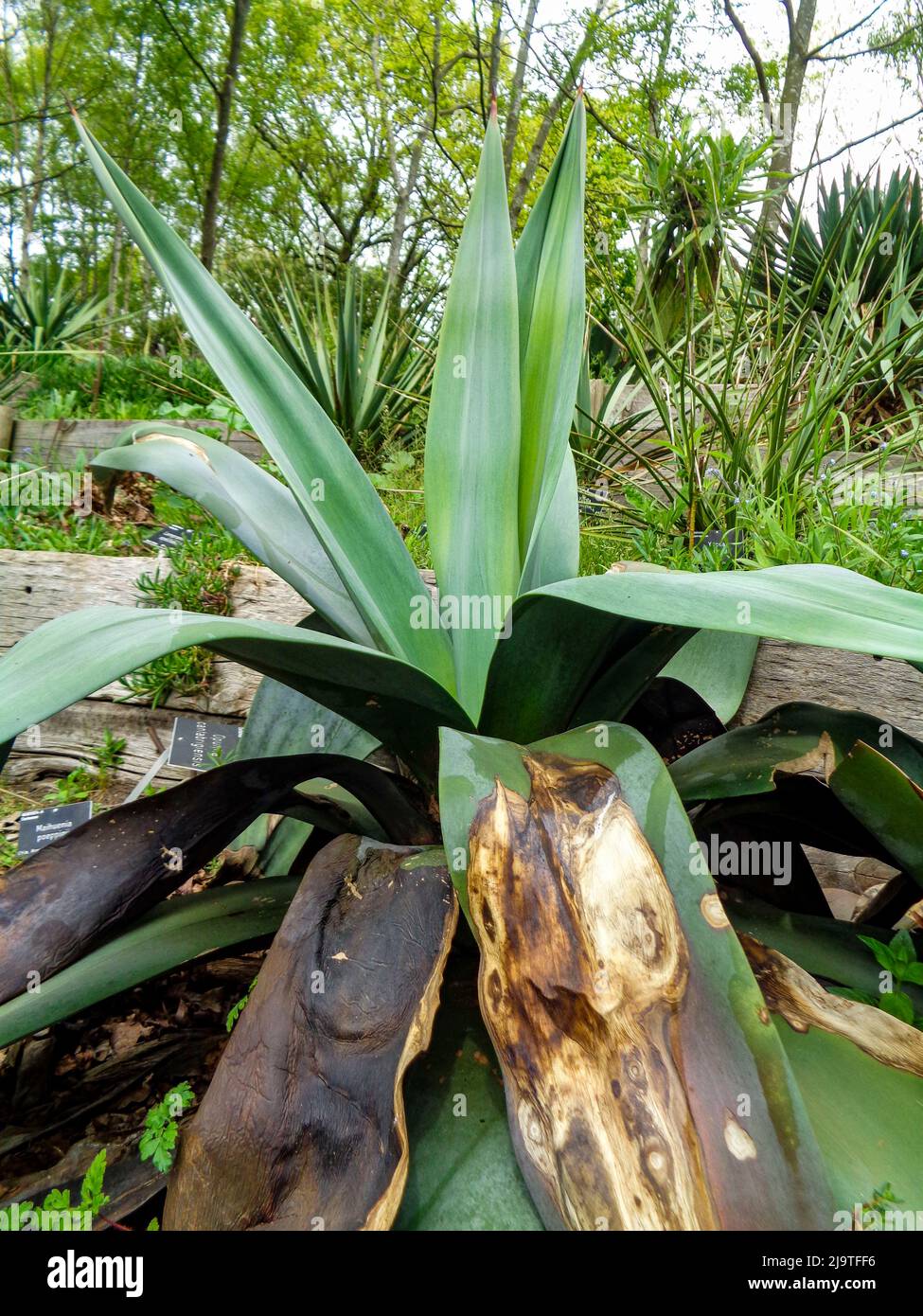 Agave beauleriana hi-res stock photography and images - Alamy