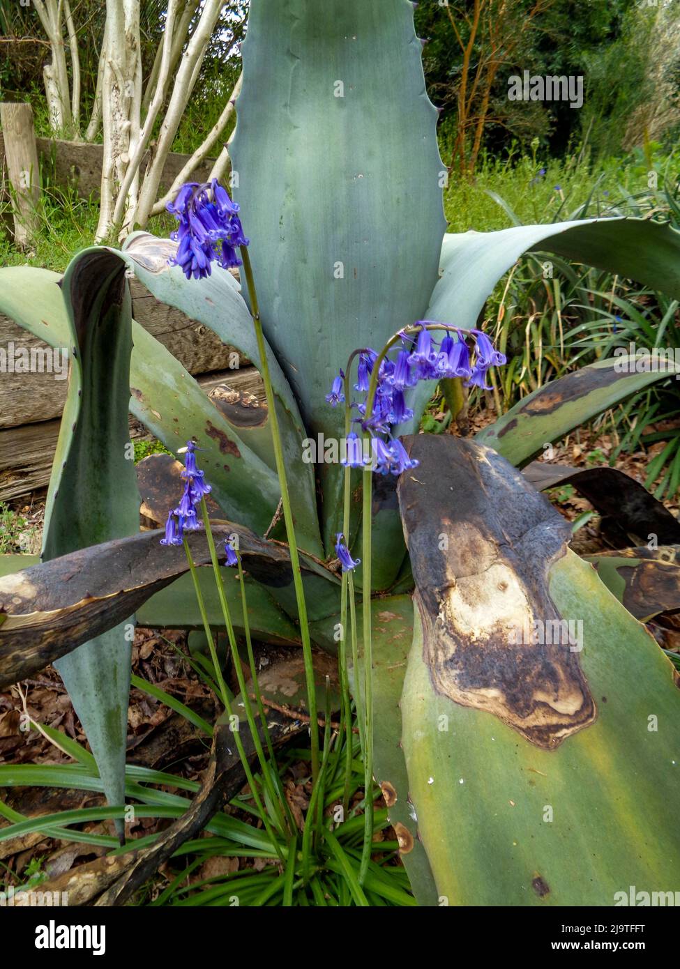 Agave beauleriana, Agave franzosinii as a backdrop to spring flowering ...