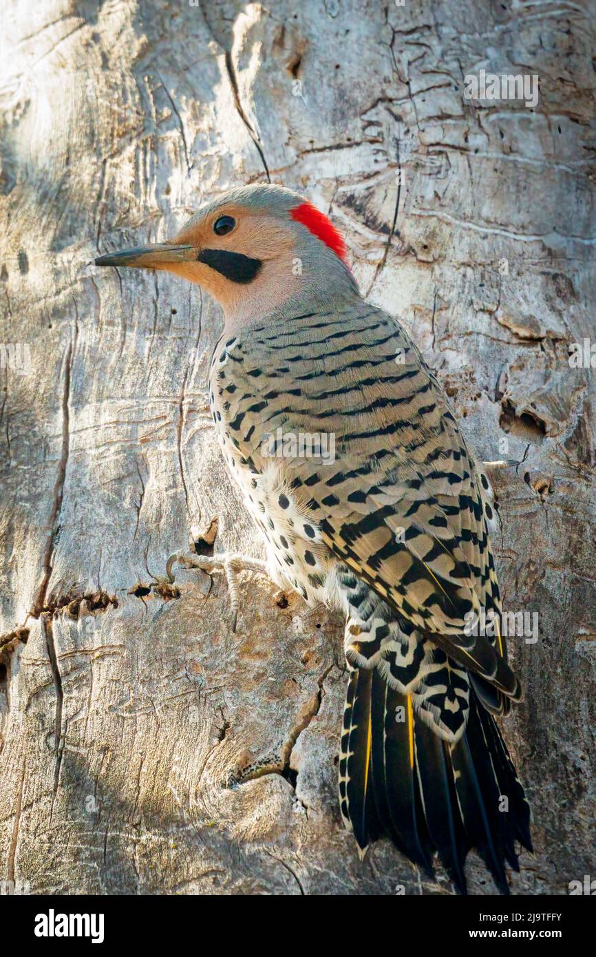 The Northern Flicker is a fairly common woodpecker here in central Door ...