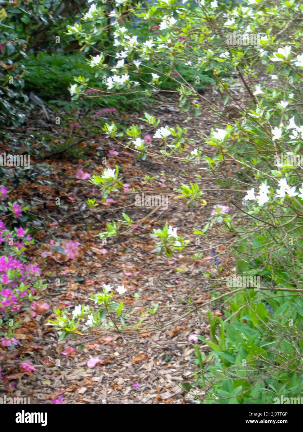 Joy, Path in springtime sunshine flanked by flowering trees Stock Photo ...