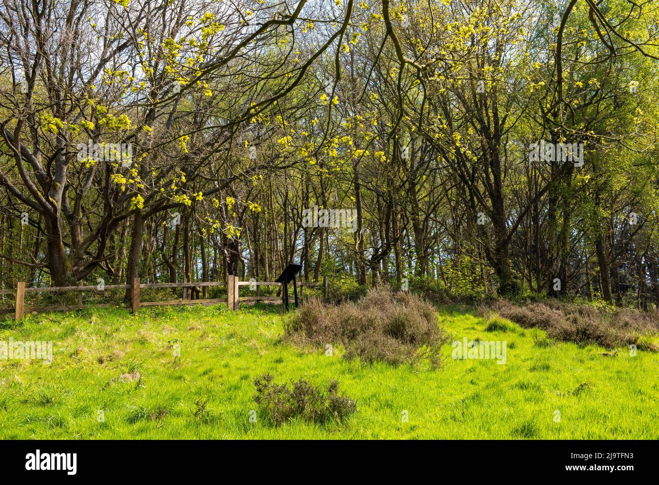 Heathland in Spring at Bestwood Country Park in Nottingham ...
