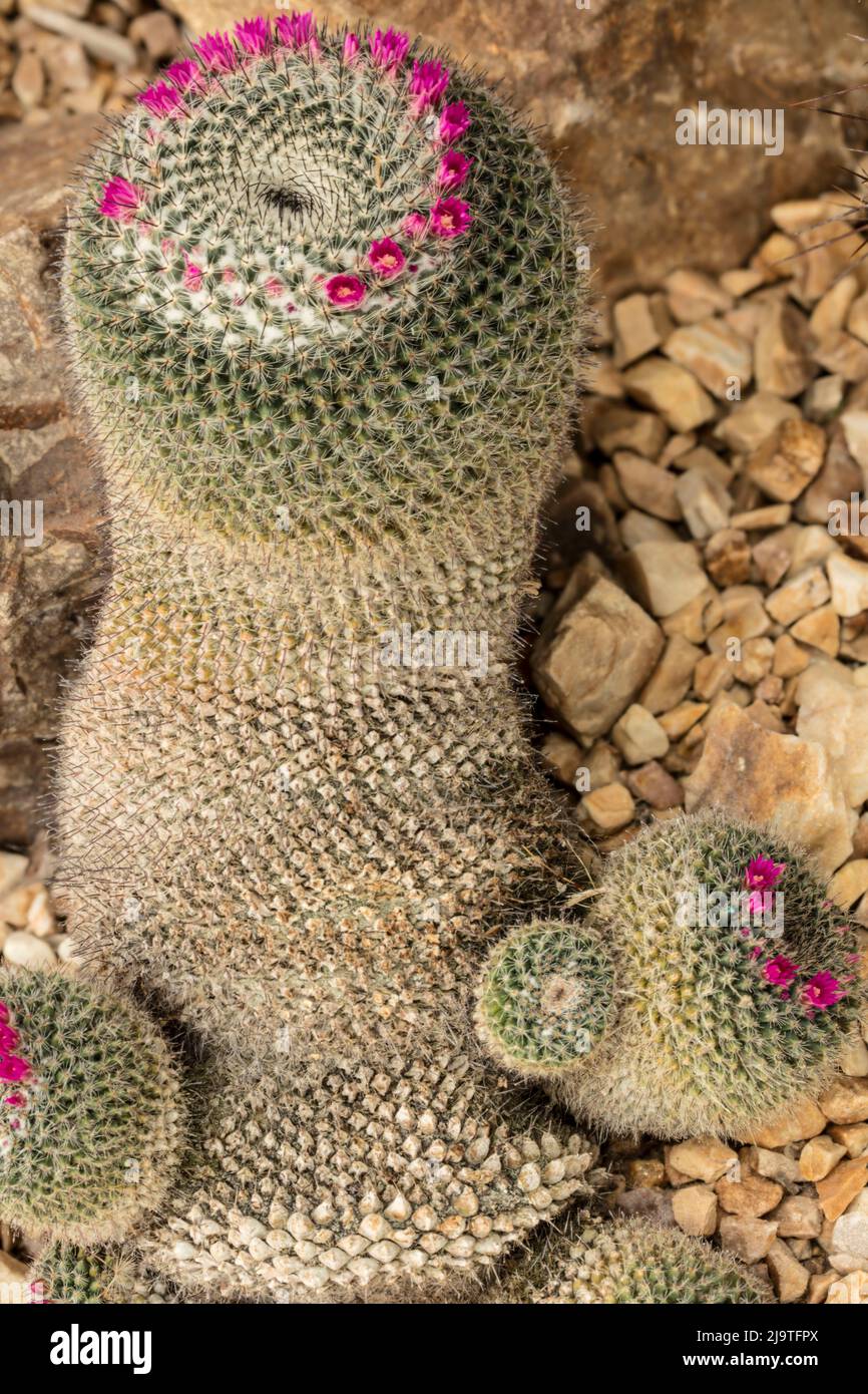 Prominent, Mammillaria hahniana, old lady of Mexico, old lady ...