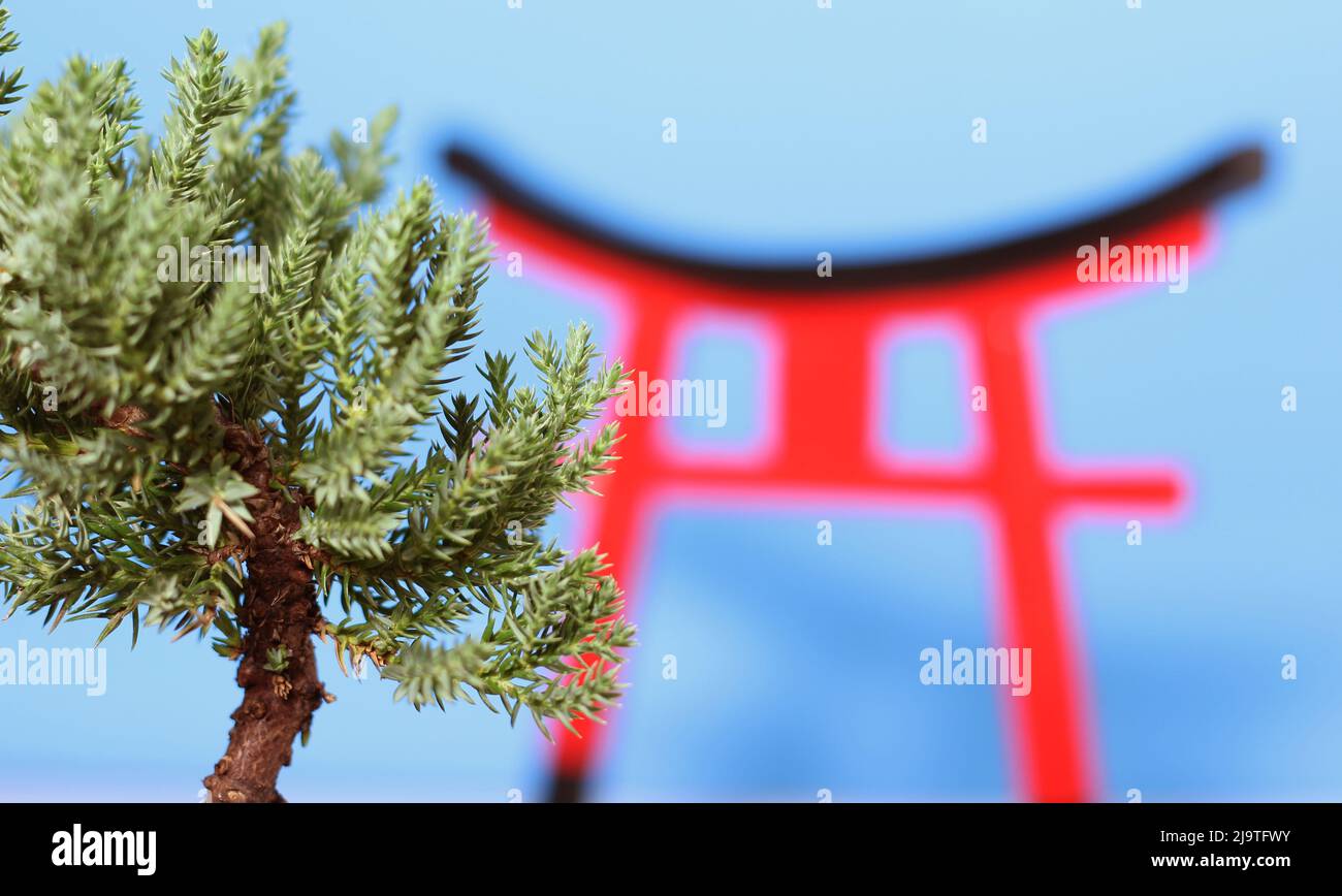 Bonsai with shallow pot hi-res stock photography and images - Alamy