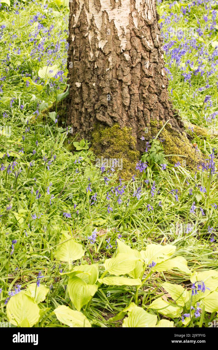 Intimate spring landscape with Hosta Honeybells, plantain lily ...