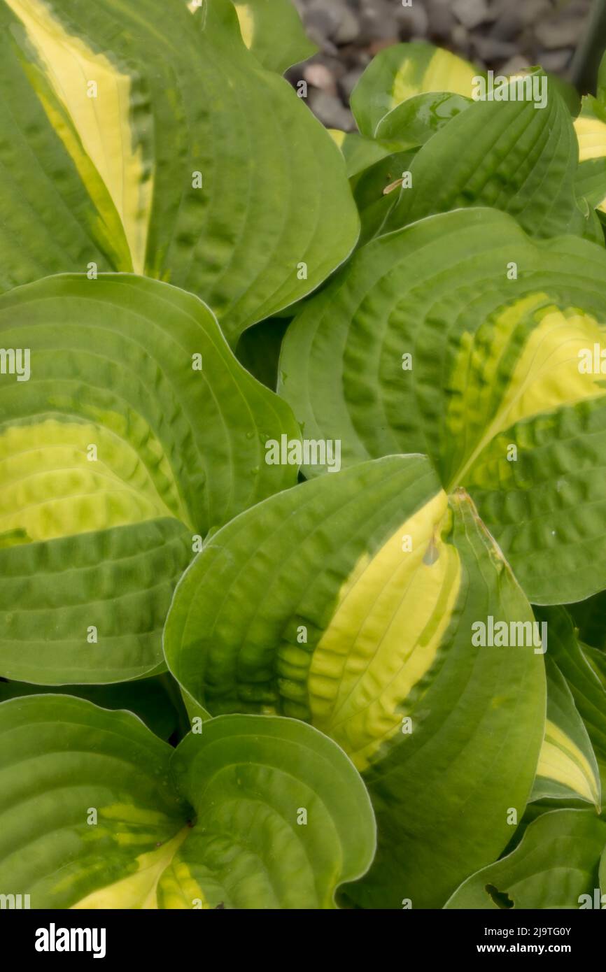 Natural patterns of Hosta ‘Lakeside Spellbinder’ leaves in close-up ...