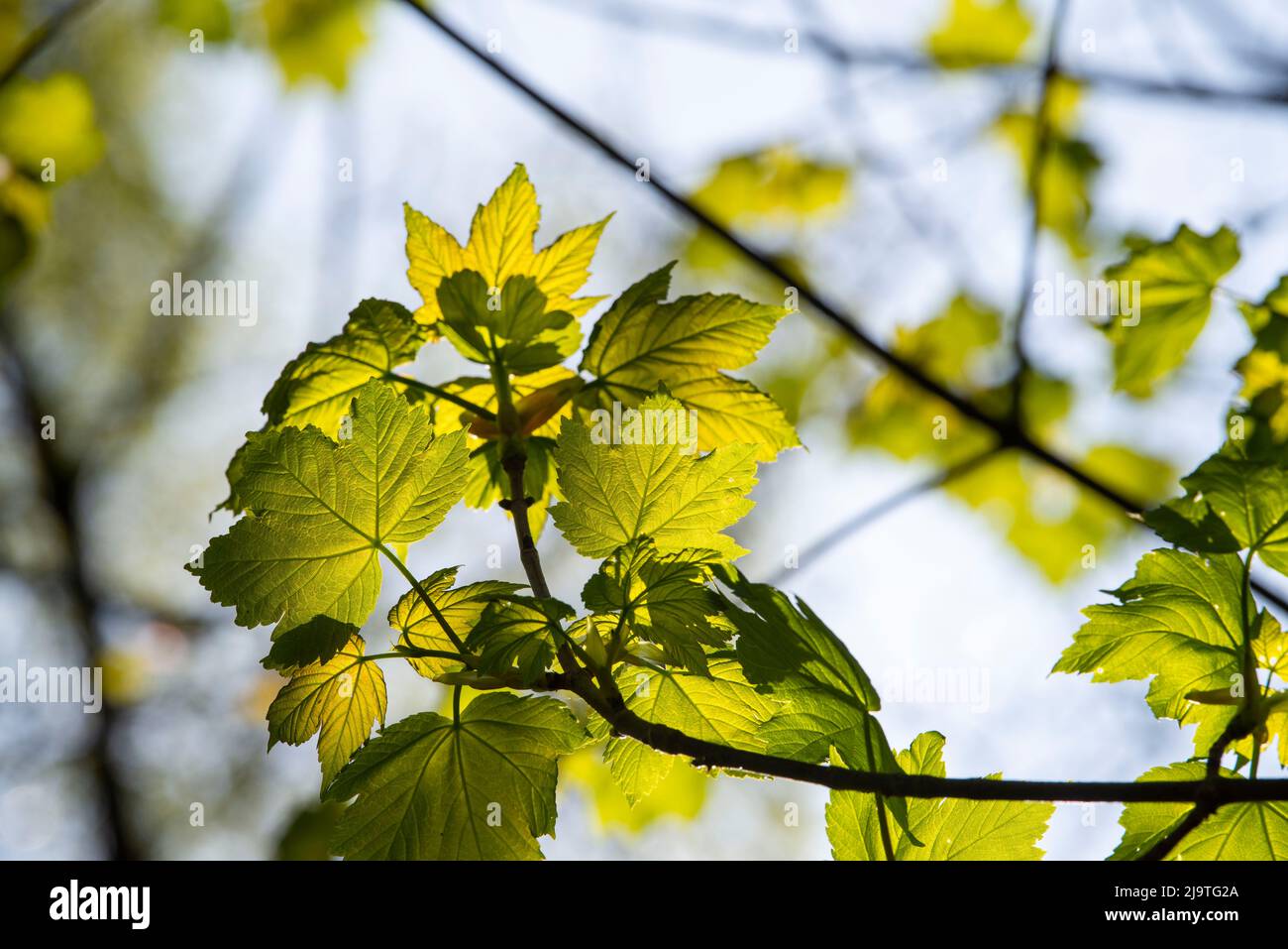 Spring leaves at Bestwood Country Park in Nottingham, Nottinghamshire ...