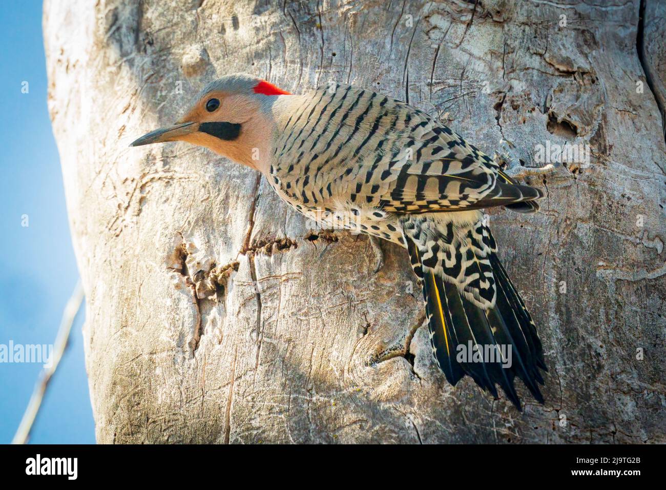 The Northern Flicker is a fairly common woodpecker here in central Door ...