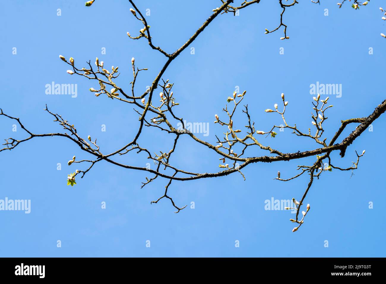 Spring buds at Bestwood Country Park in Nottingham, Nottinghamshire ...