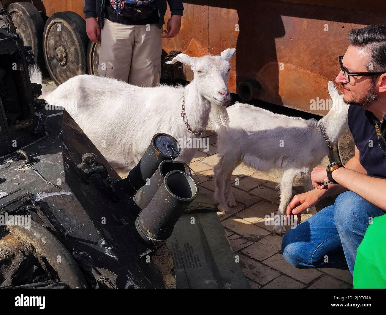 Non Exclusive: KYIV, UKRAINE - MAY 21, 2022 - Goats are seen next to ...