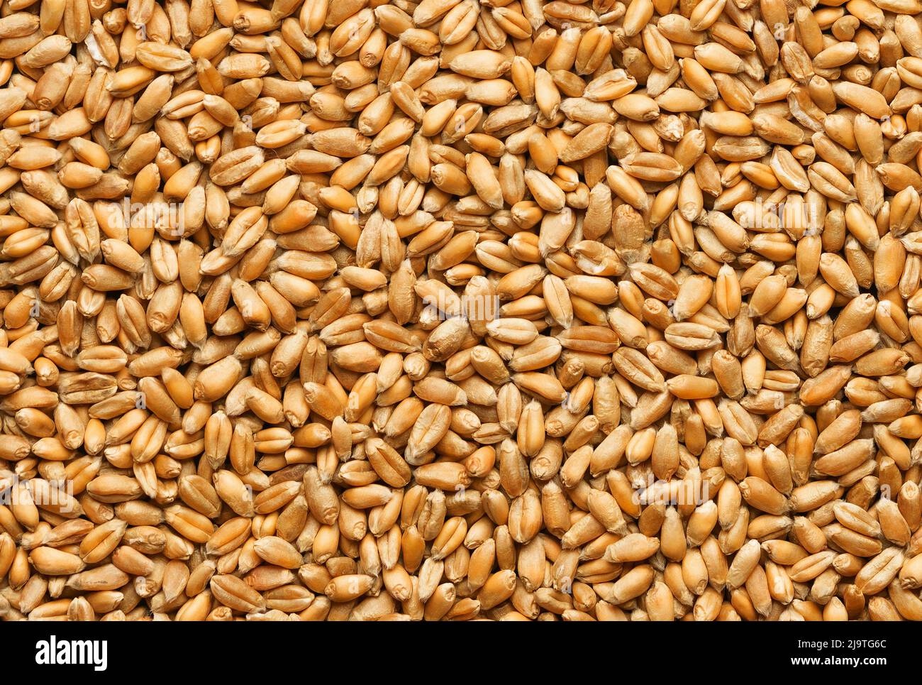Heap wheat grains background hi-res stock photography and images - Alamy