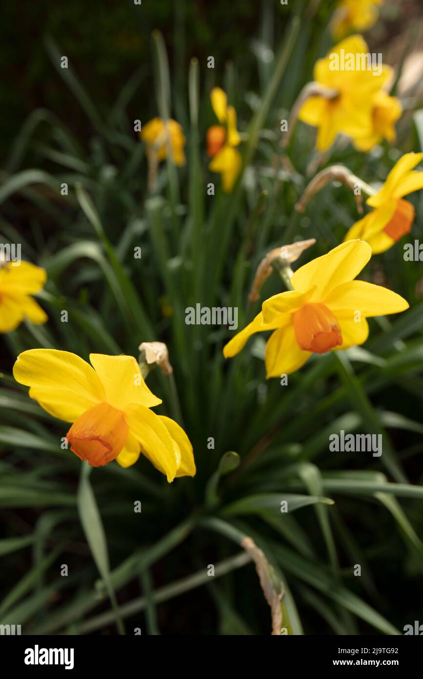Glowing Daffodils in dreamy spring sunshine, close-up natural flower ...