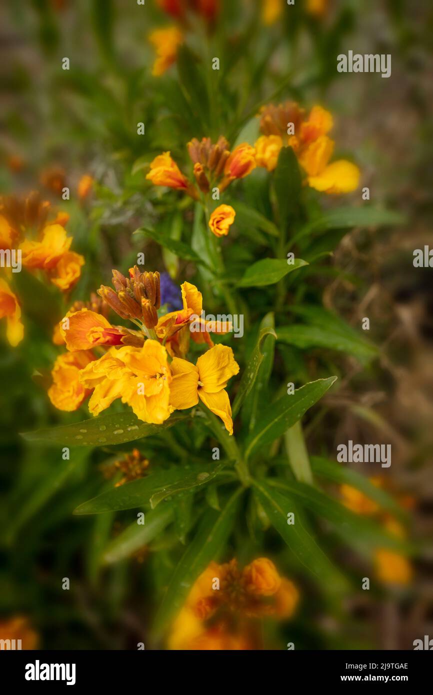 Dazzling yellow Erysimum, wallflower, flowering in a residential garden ...