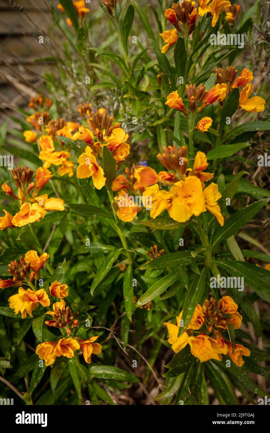 Dazzling yellow Erysimum, wallflower, flowering in a residential garden ...