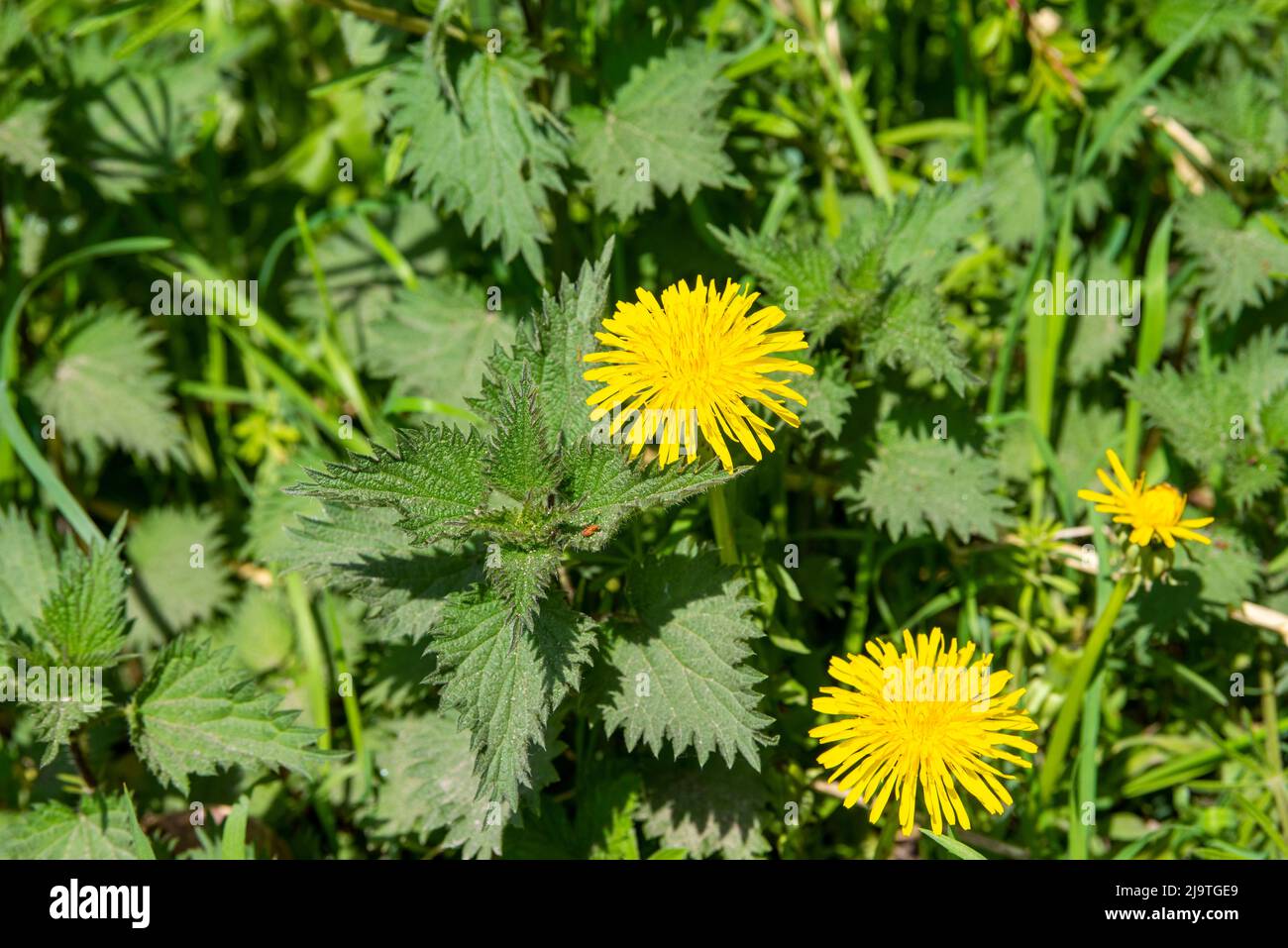 Spring dandelions at Bestwood Country Park in Nottingham ...