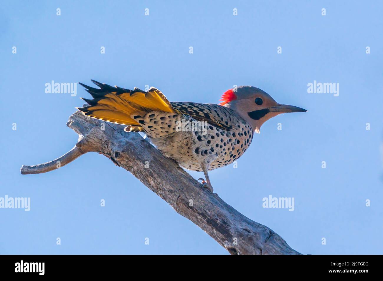 The Northern Flicker is a fairly common woodpecker here in central Door ...
