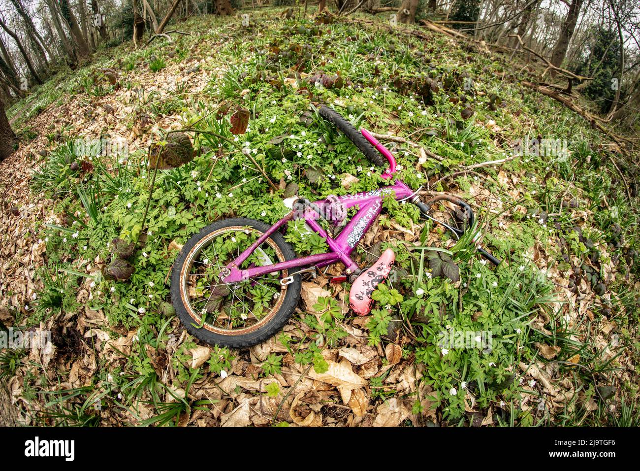Waste; childs bike discarded amongst Wood anemone, Anemone nemorosa ...