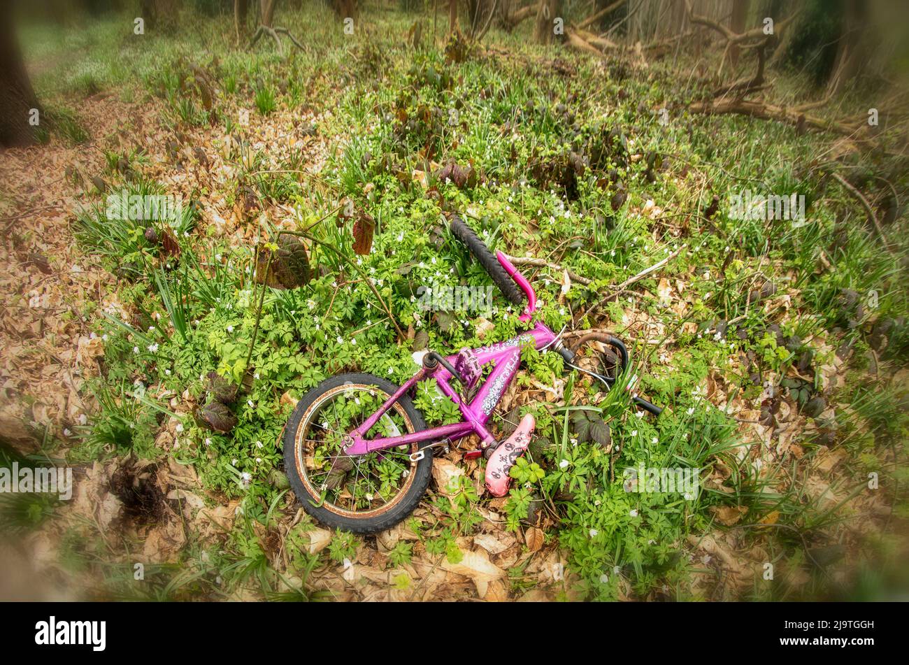 Waste; childs bike discarded amongst Wood anemone, Anemone nemorosa ...