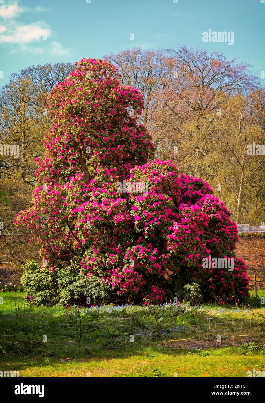 Spring blossom on a tall tree in the gardens of Lytham Hall Stock Photo ...
