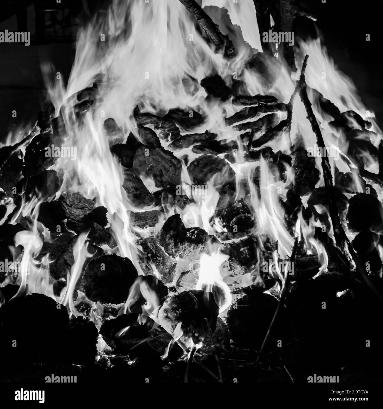 The flaming cow Black and White Stock Photos & Images - Alamy