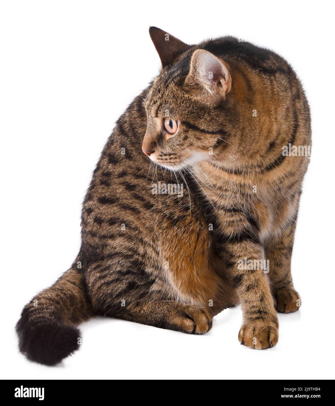 Nice tabby cat sitting on hi-res stock photography and images - Alamy