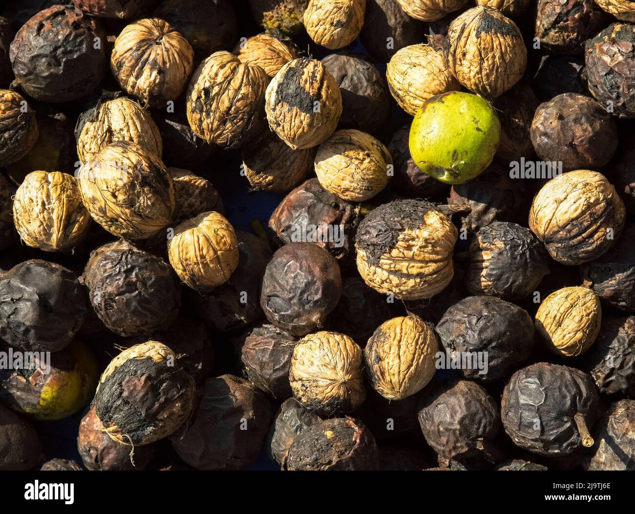 Walnut Husk Images at Fred Rollins blog