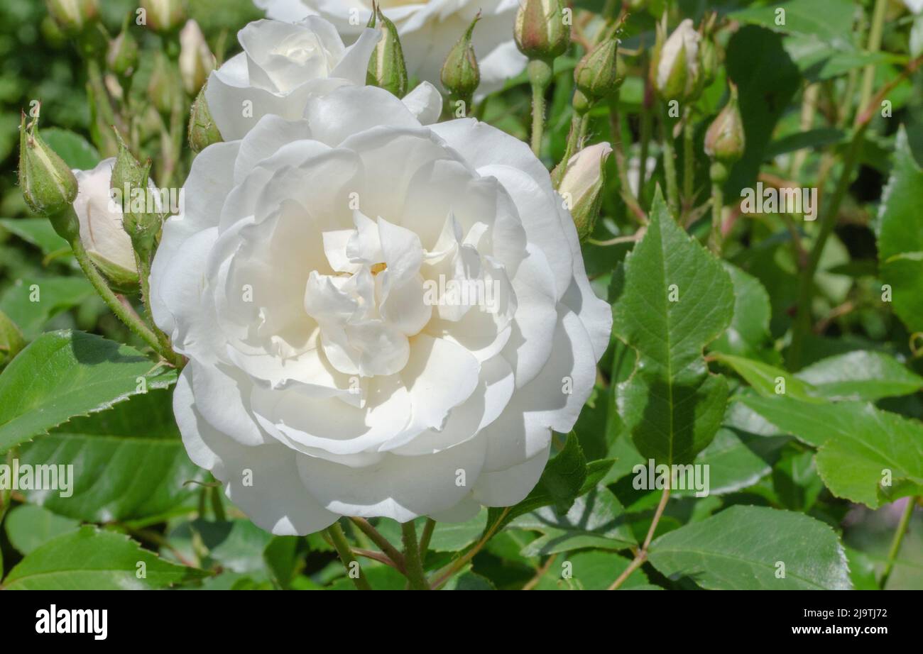 A beautiful white- rose with in a graden Stock Photo - Alamy
