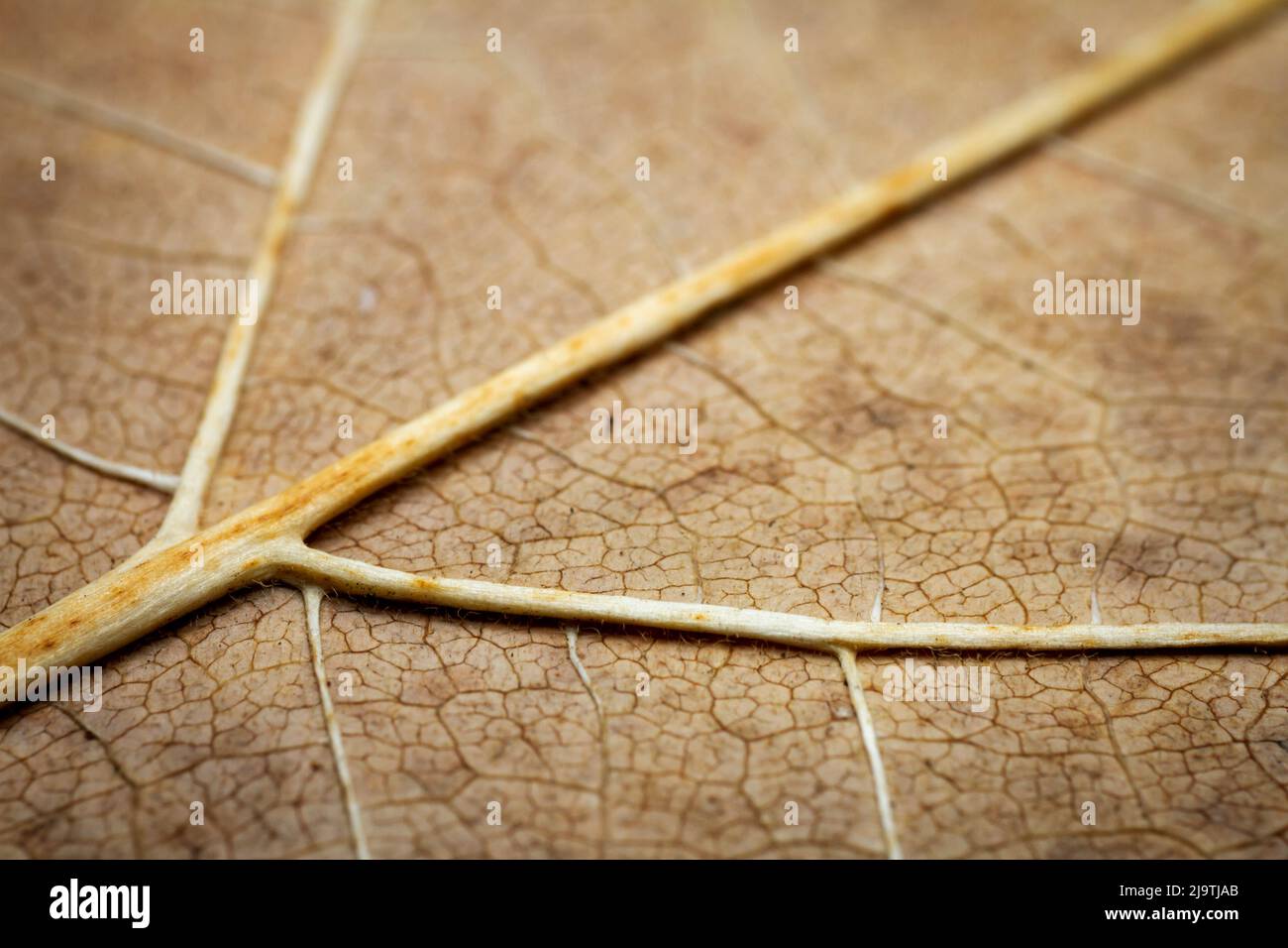 Extreme close-up of a dried leaf showing leaf veins. Selective focus ...