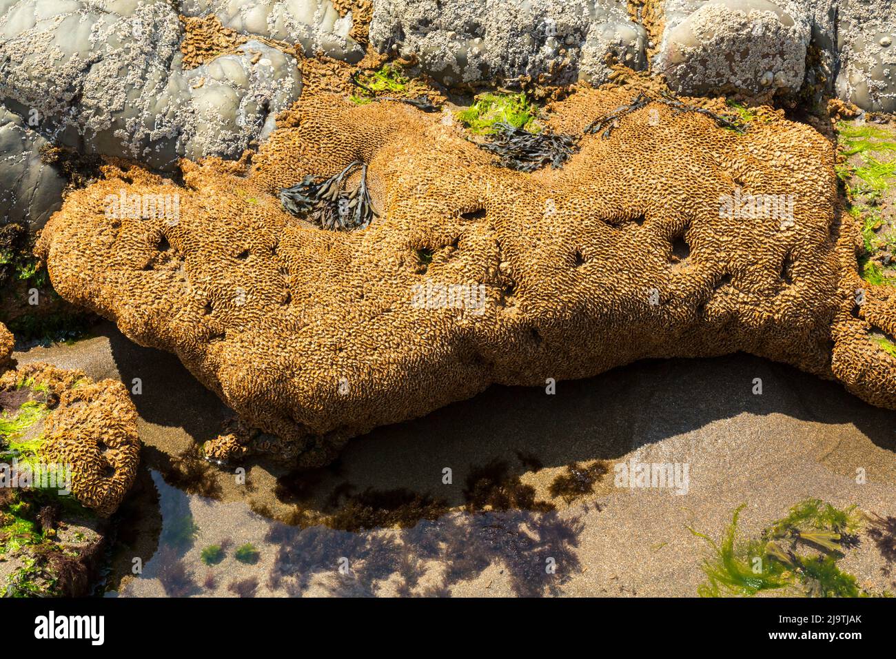 Honeycomb tube-worm reef Stock Photo - Alamy