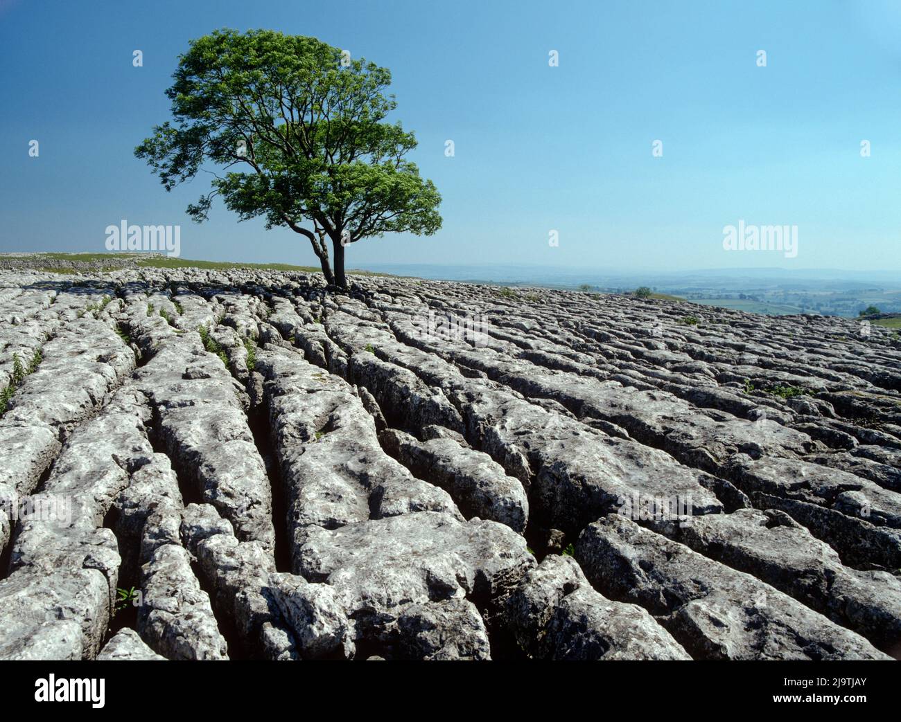 Ash tree (Fraxinus excelsior) growing in limestone pavement Stock Photo ...