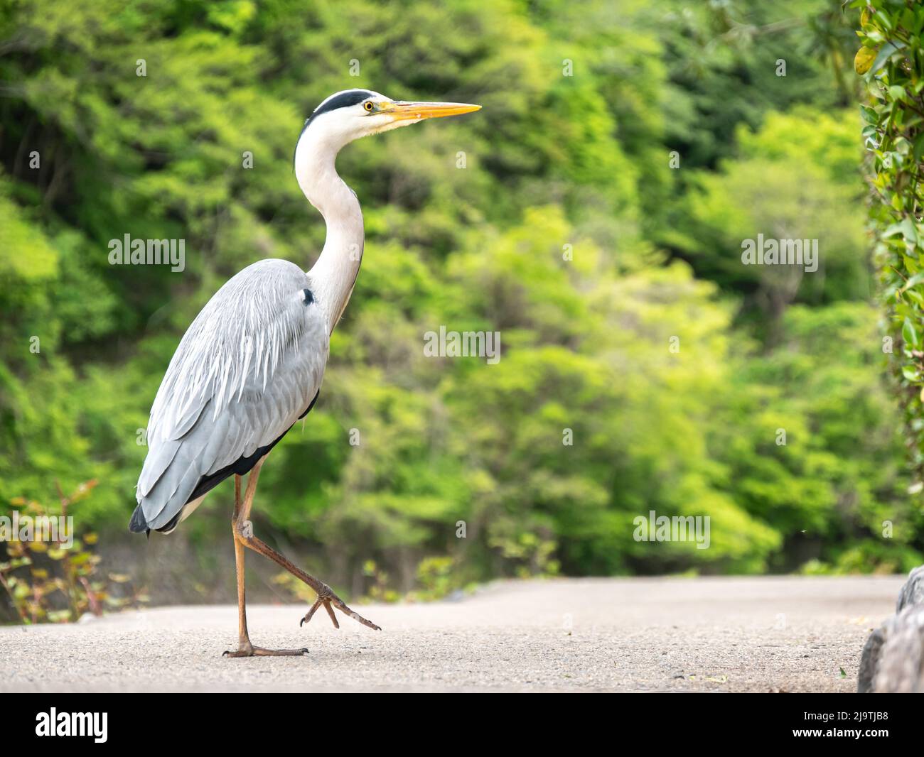 Closeup great blue heron head hi-res stock photography and images - Alamy