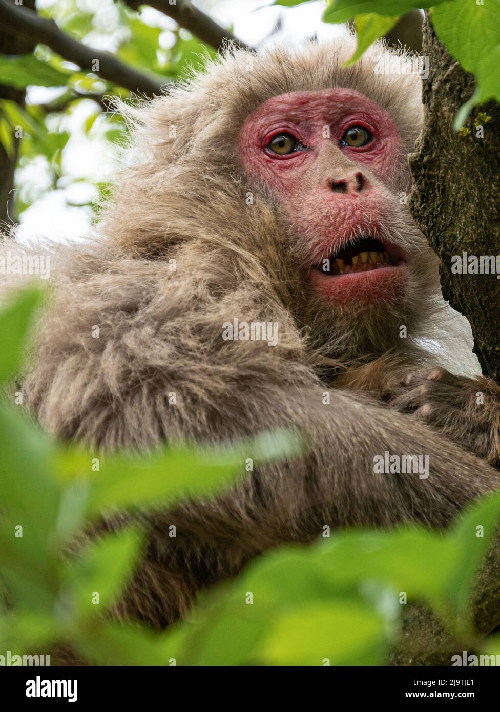 Snow monkey , Japanese macaque, in Monkey Park Iwatayama in Kyoto ...