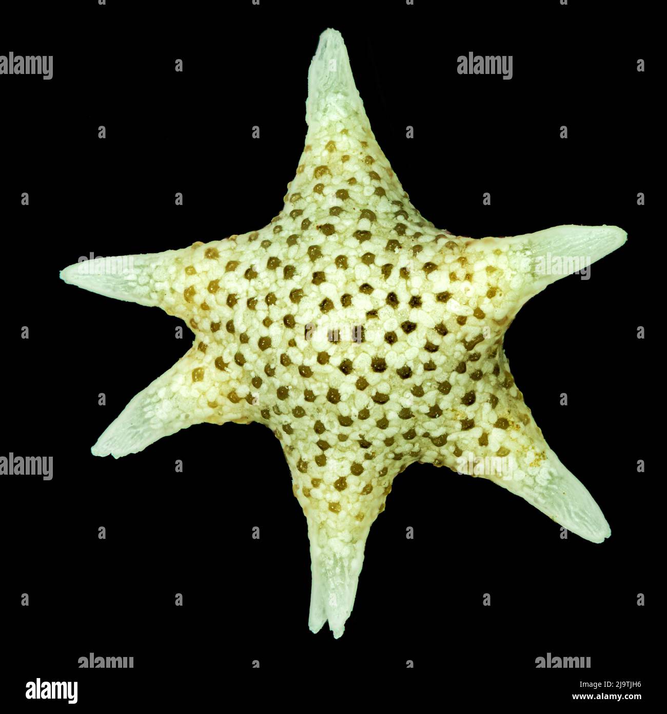 Star sand foraminifera, light micrograph Stock Photo - Alamy