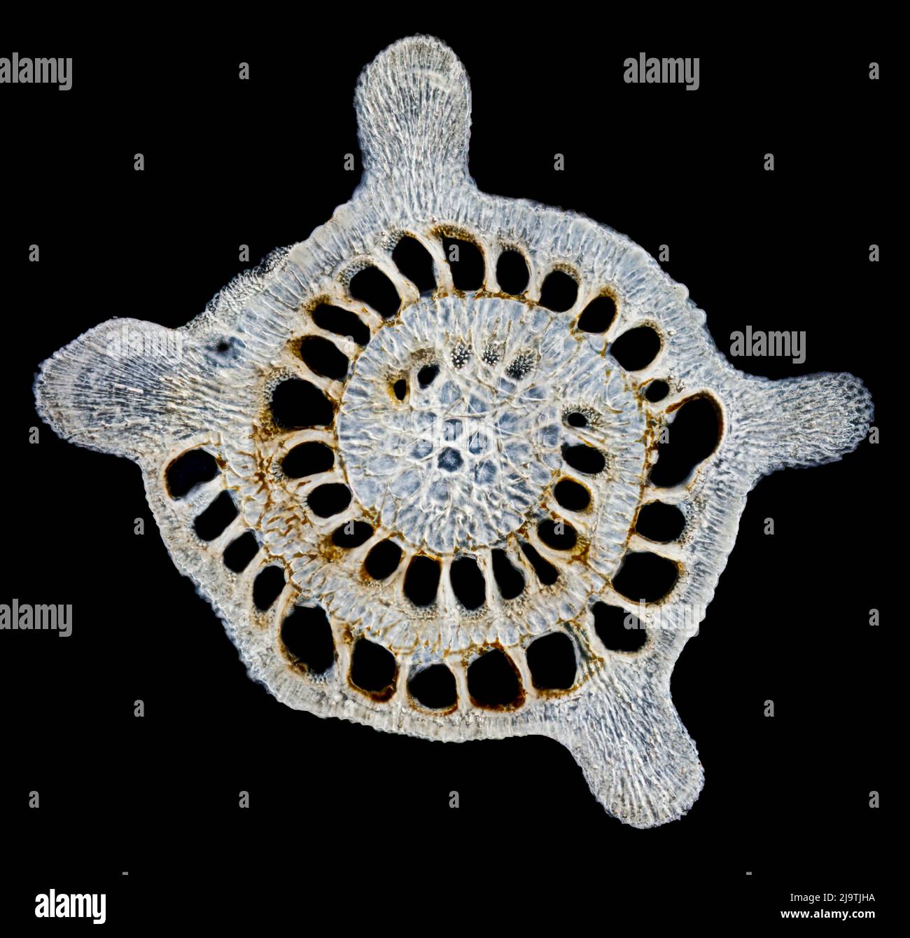 Star sand foraminifera shell, light micrograph Stock Photo - Alamy