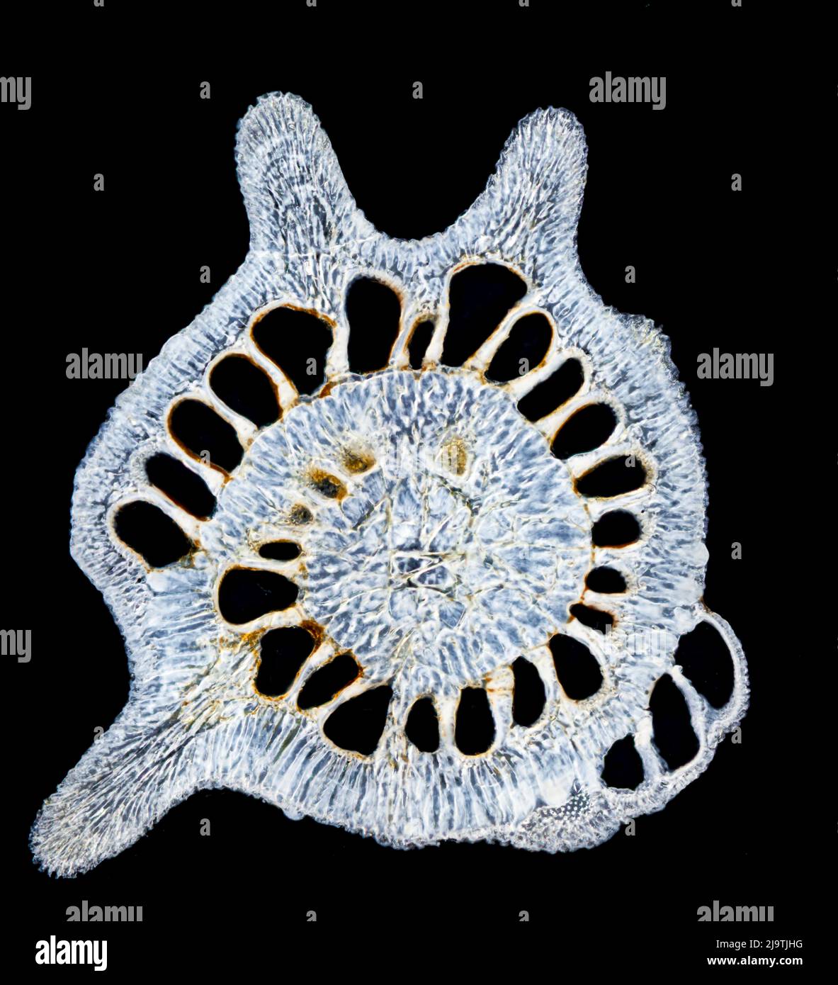 Star sand foraminifera shell, light micrograph Stock Photo - Alamy